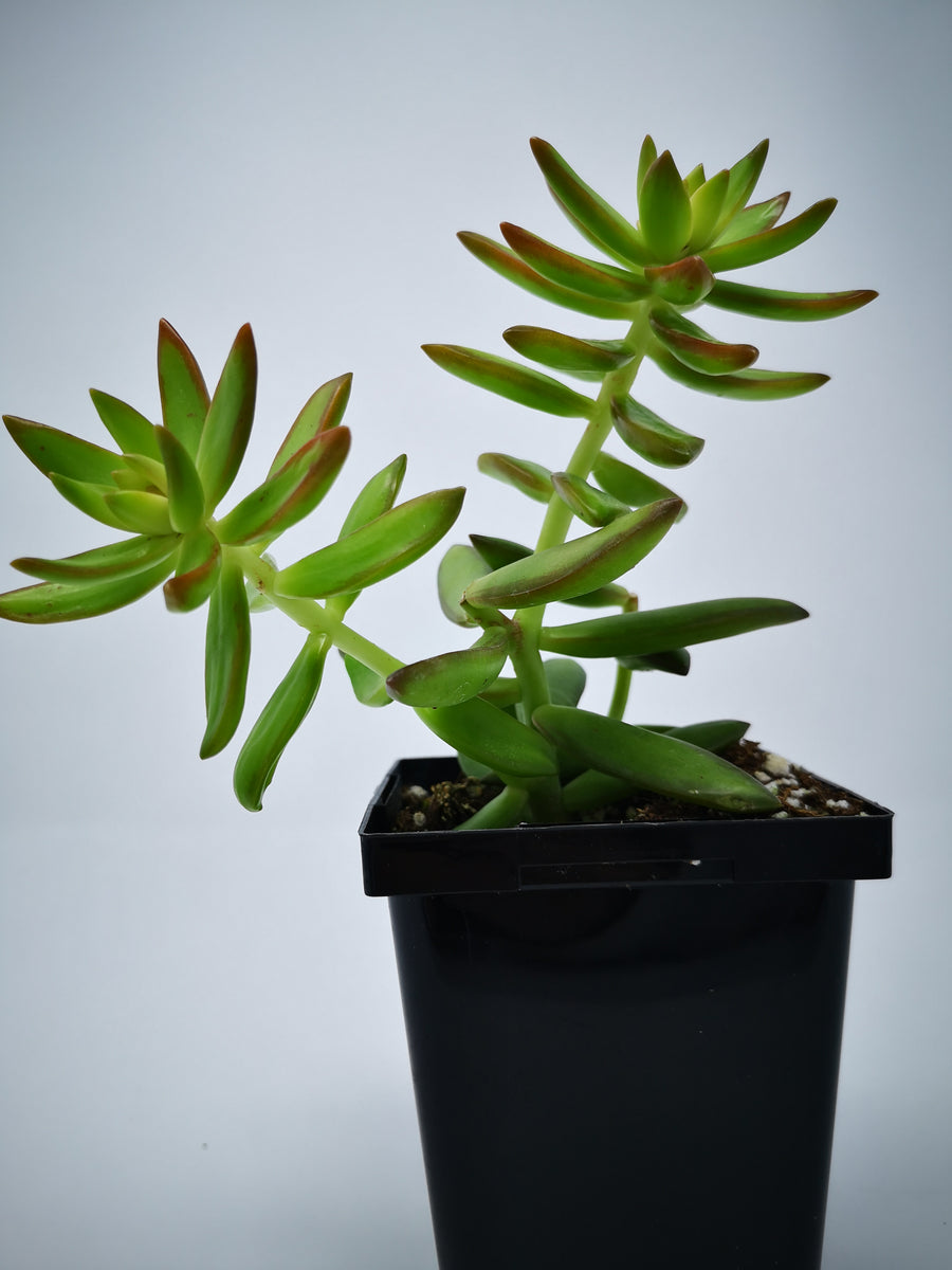Succulent (Tender) Sedum Firestorm – The Greenery Garden Centre
