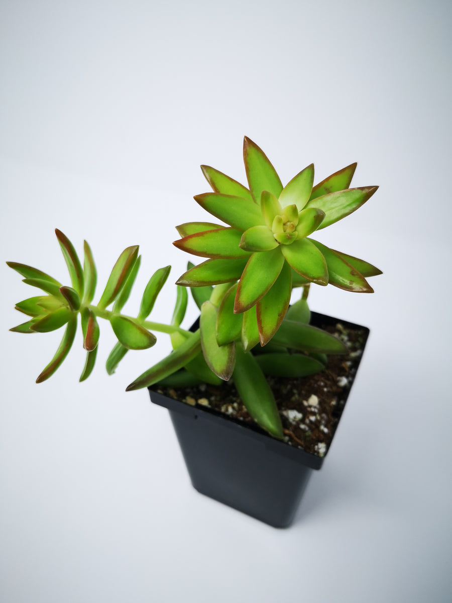 Succulent (Tender) Sedum Firestorm – The Greenery Garden Centre