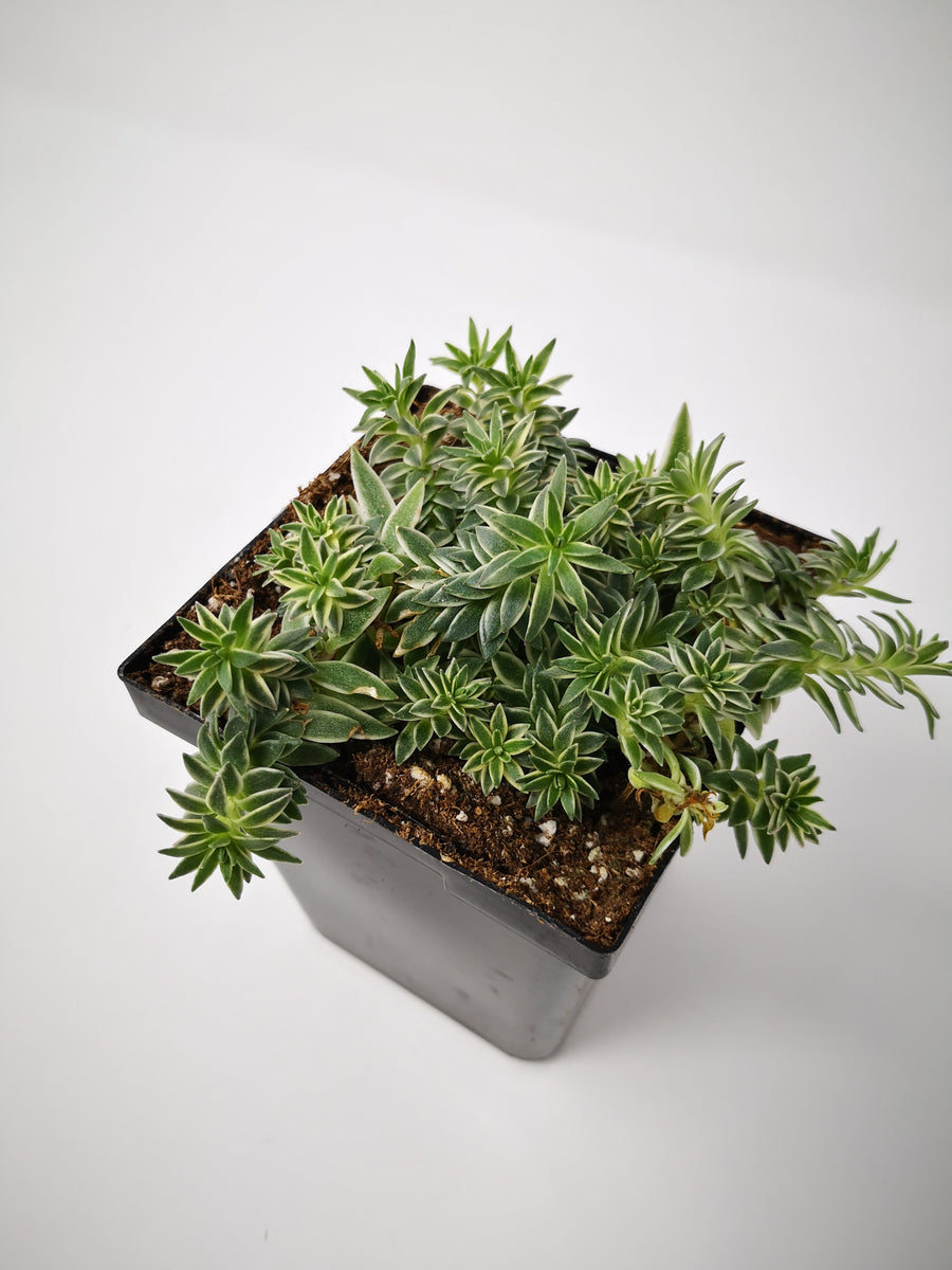 Succulent (Tender) Sedum lineare f. Variegata – The Greenery Garden Centre