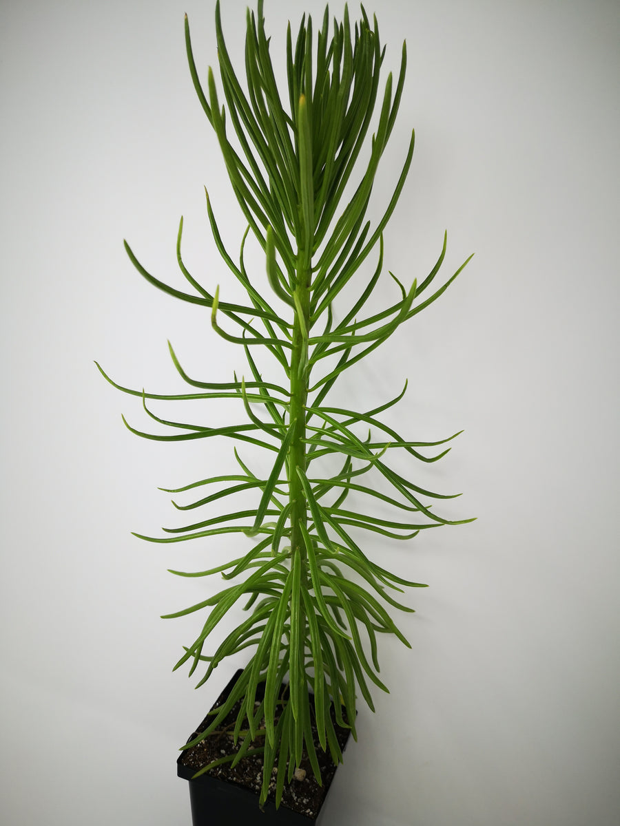 Succulent (Tender) Senecio himalayan – The Greenery Garden Centre