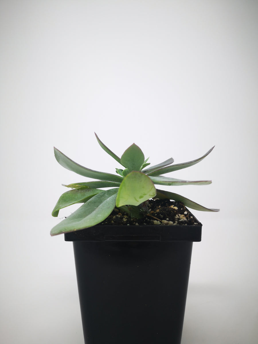 Succulent (Tender) Senecio cephalophorus Mountain Fire – The Greenery ...