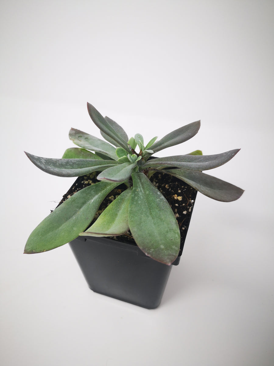 Succulent (Tender) Senecio cephalophorus Mountain Fire – The Greenery ...
