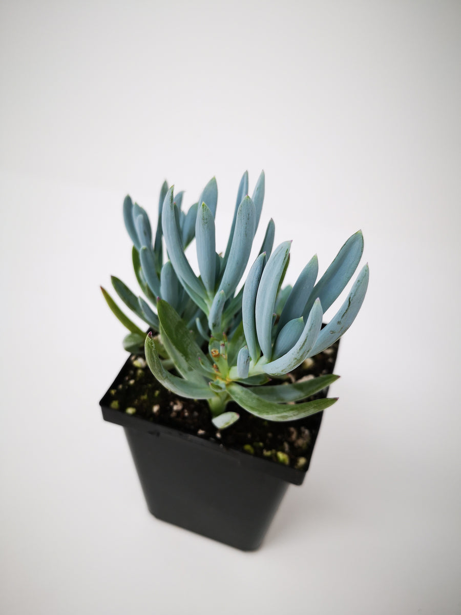 Succulent (Tender) Senecio Serpens – The Greenery Garden Centre