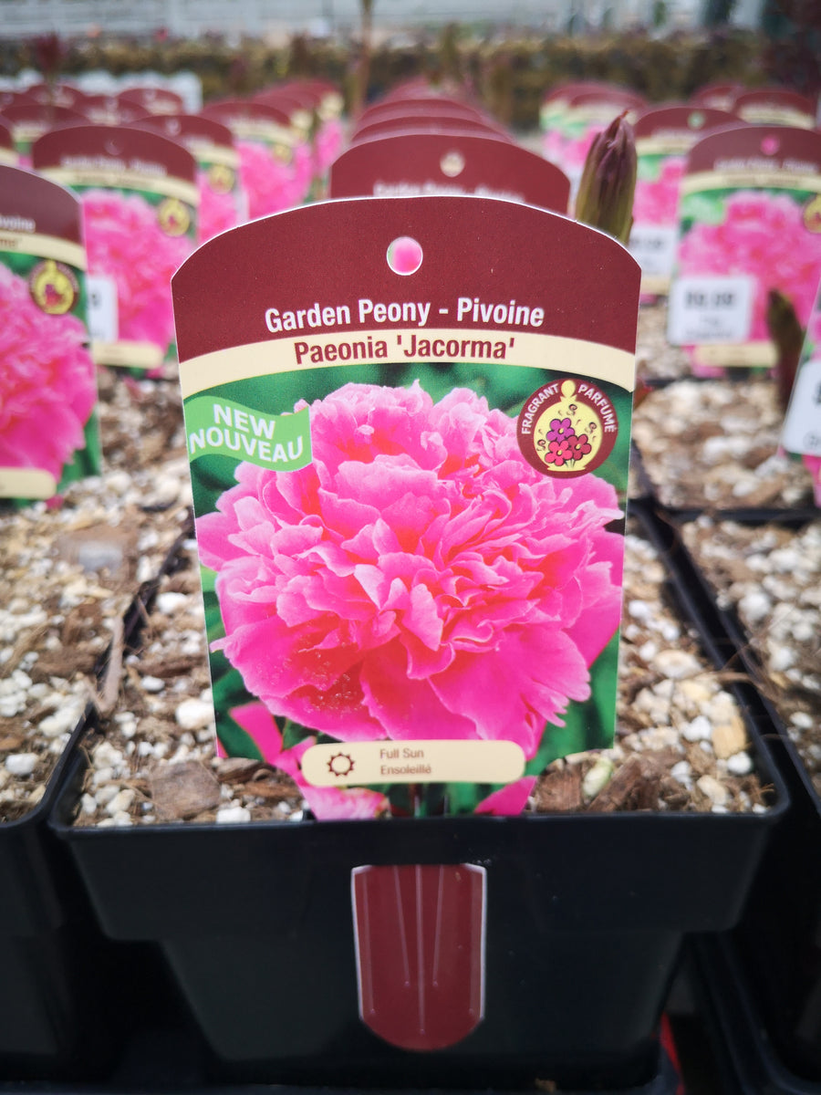 Paeonia officinalis ‘Jacorma’ – The Greenery Garden Centre