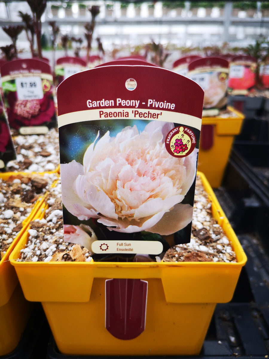 Paeonia officinalis ‘Pecher’ – The Greenery Garden Centre