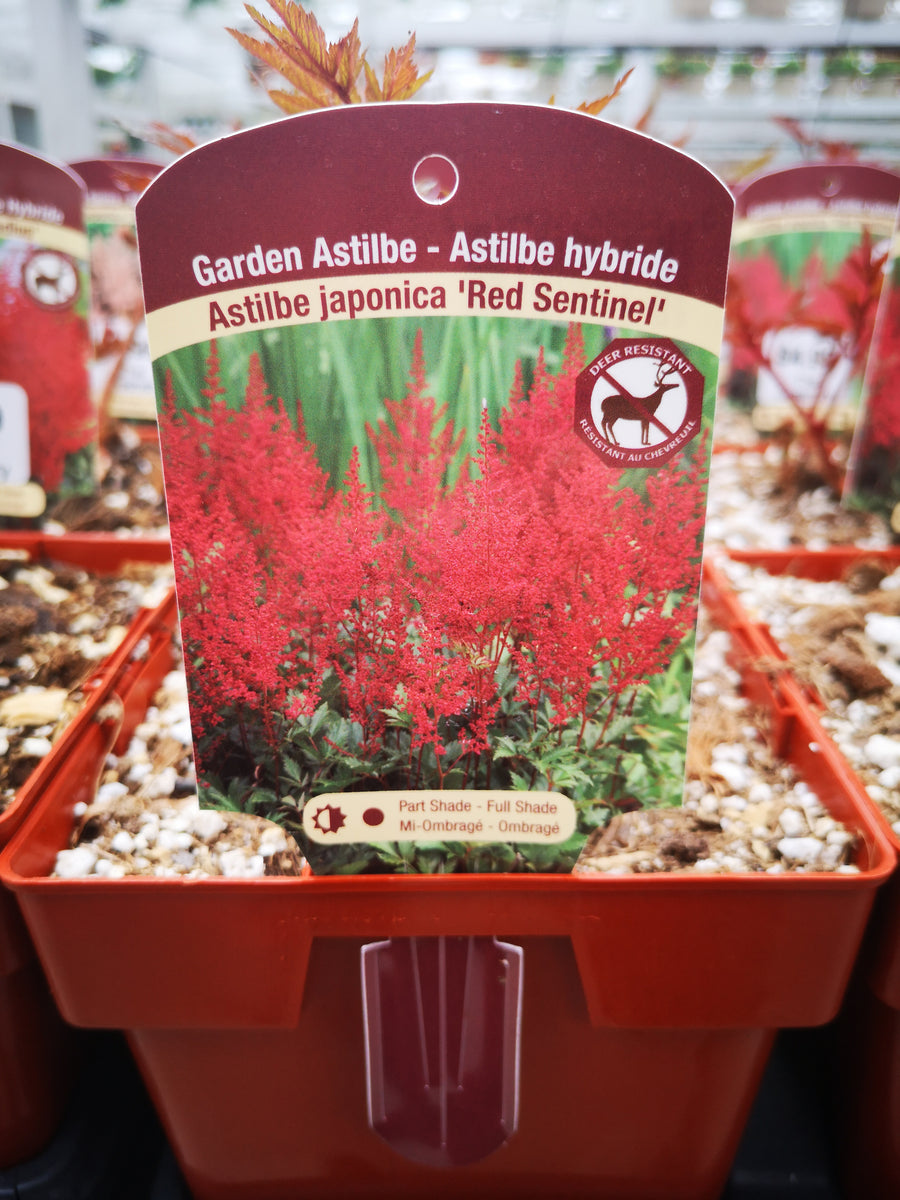 Astilbe japonica ‘Red Sentinel’ – The Greenery Garden Centre