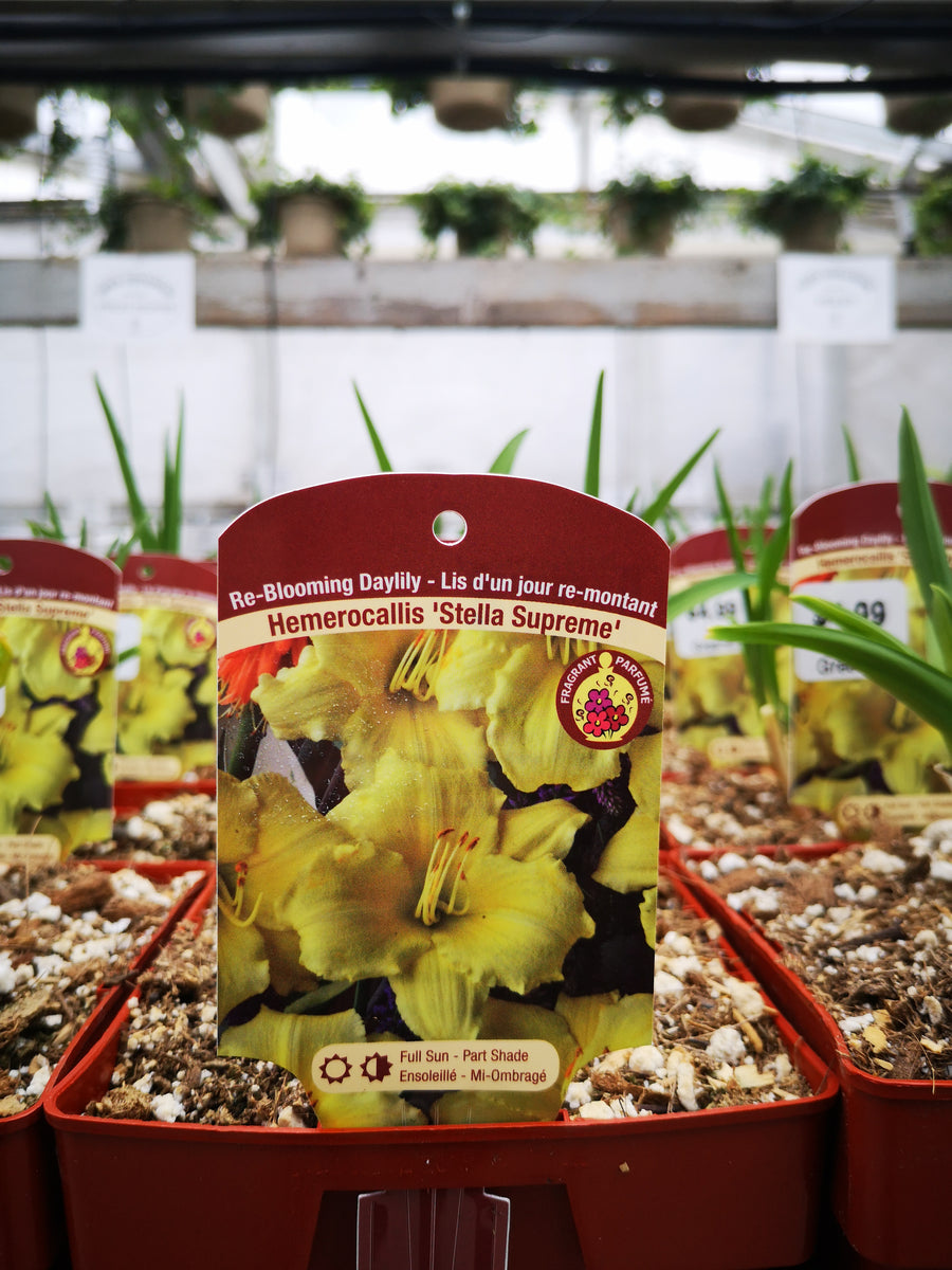 Hemerocallis ‘Stella Supreme’ – The Greenery Garden Centre
