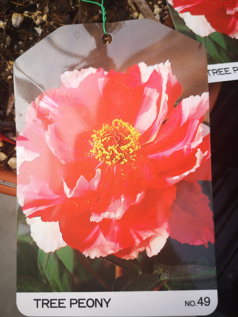 Paeonia suffruticosa ‘Shima-Nishiki’ – The Greenery Garden Centre