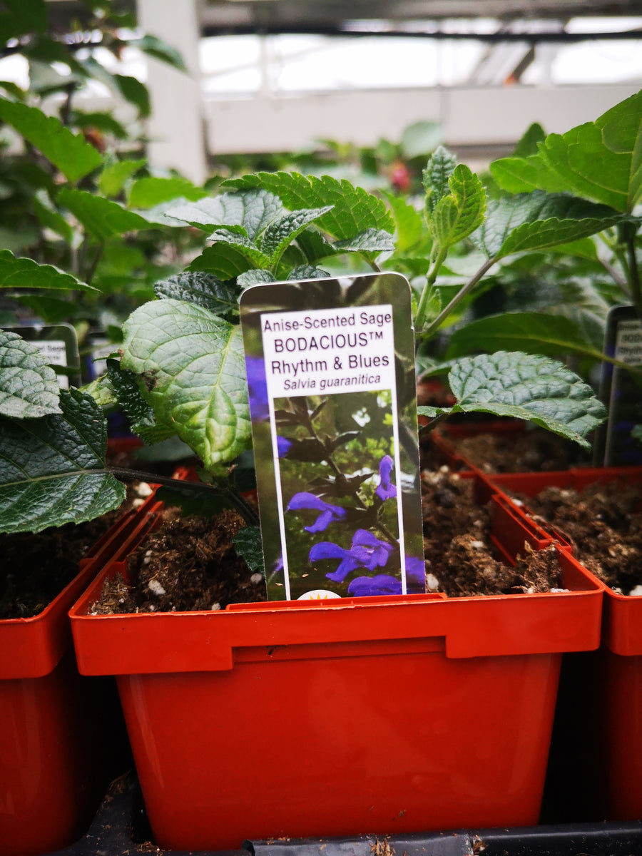 Salvia guaranitica 'Rhythm and Blues' – The Greenery Garden Centre