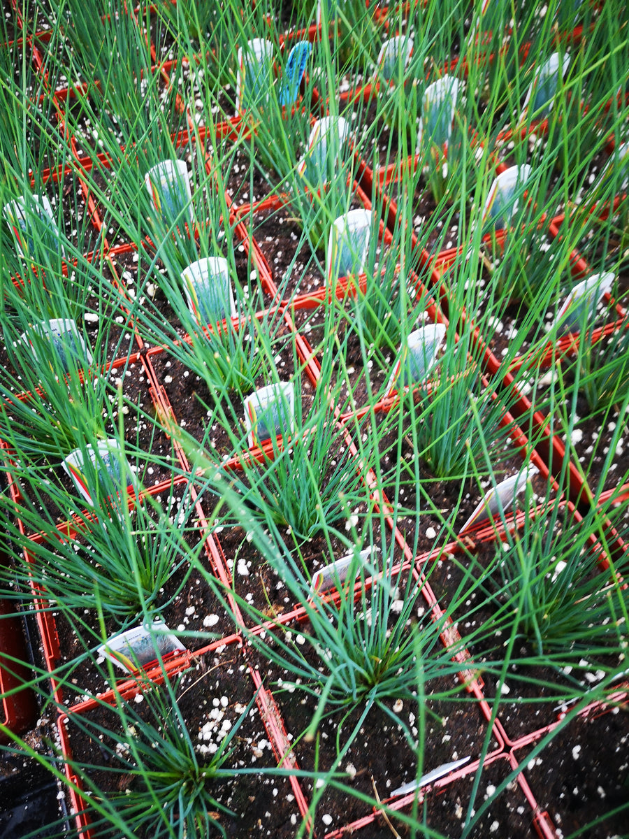 Juncus Blue Dart – The Greenery Garden Centre