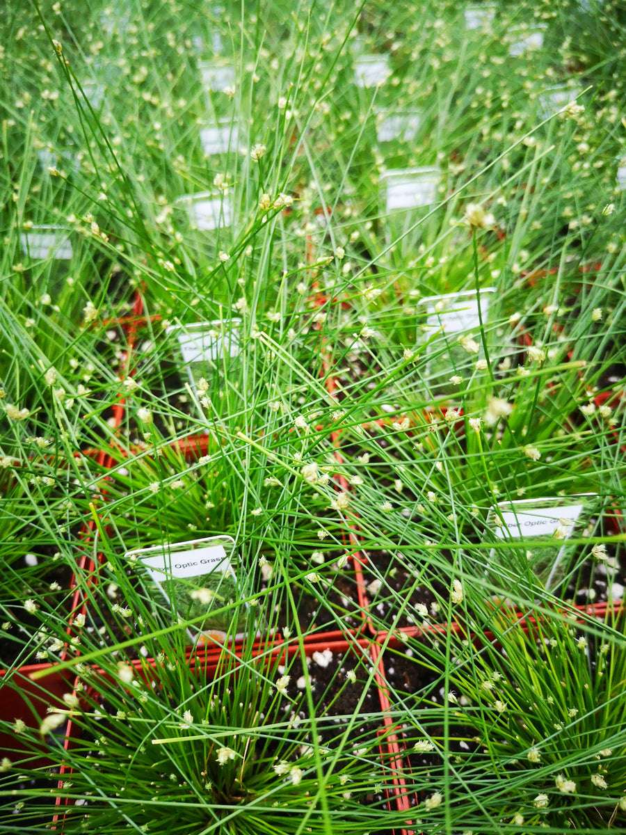 Fiber Optic Grass – The Greenery Garden Centre