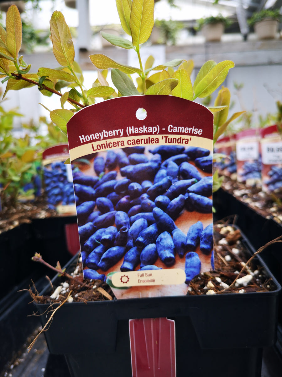 Honeyberry (Haskap) 'Tundra' – The Greenery Garden Centre