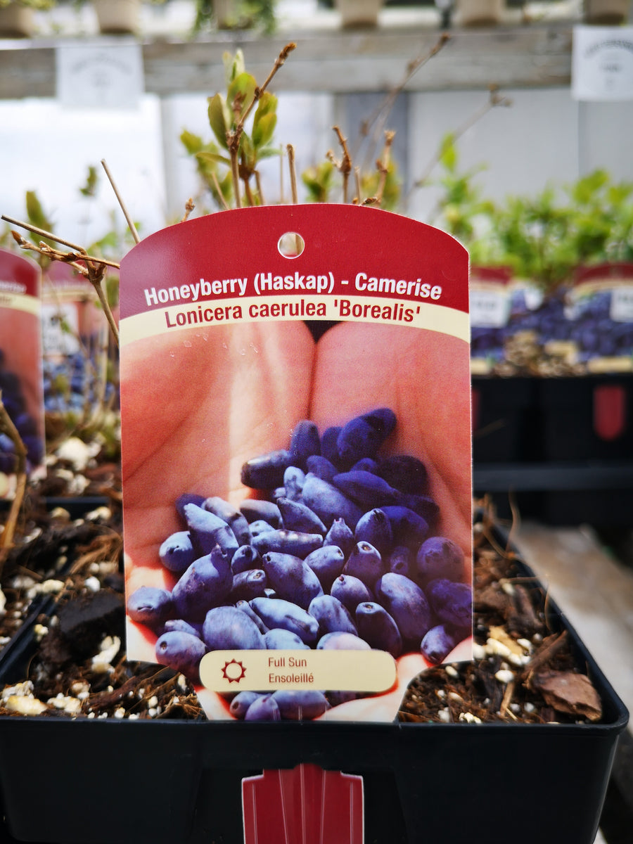 Honeyberry (Haskap) 'Borealis' – The Greenery Garden Centre