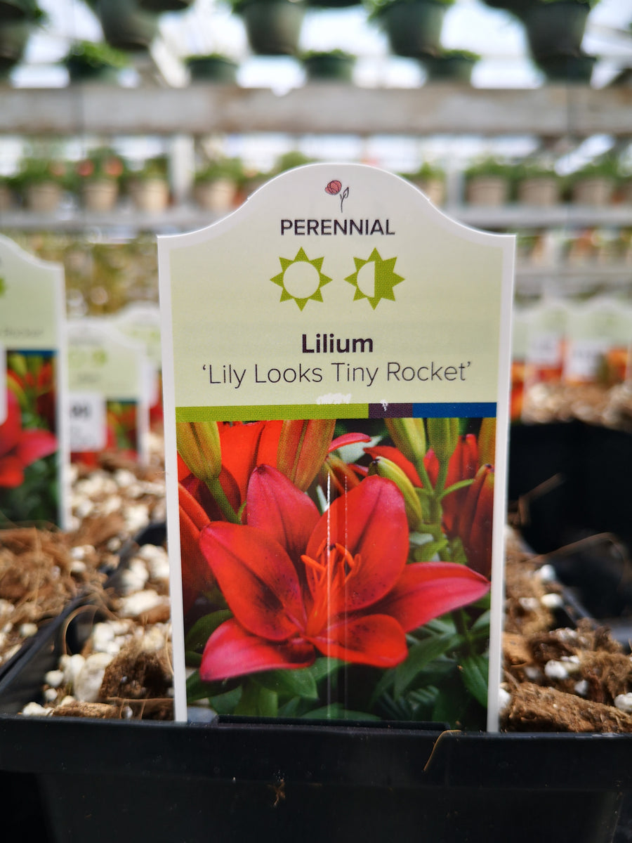 Lilium ‘Tiny Rocket’ – The Greenery Garden Centre