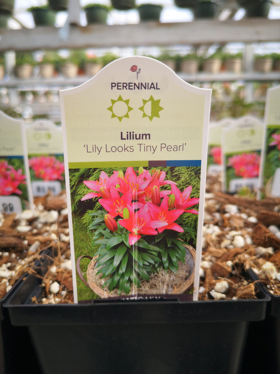 Lilium ‘Tiny Pearl’ – The Greenery Garden Centre