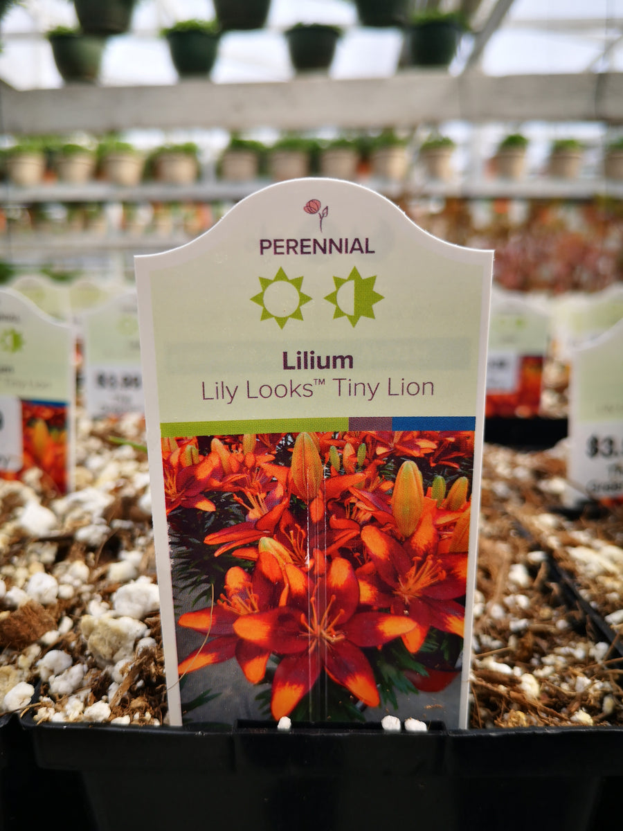 Lilium ‘Tiny Lion’ – The Greenery Garden Centre