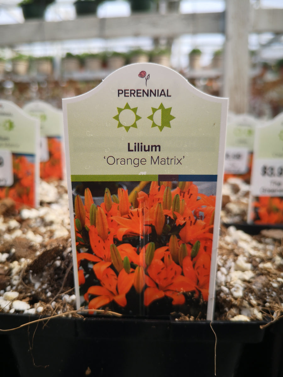 Lilium ‘Orange Matrix’ – The Greenery Garden Centre