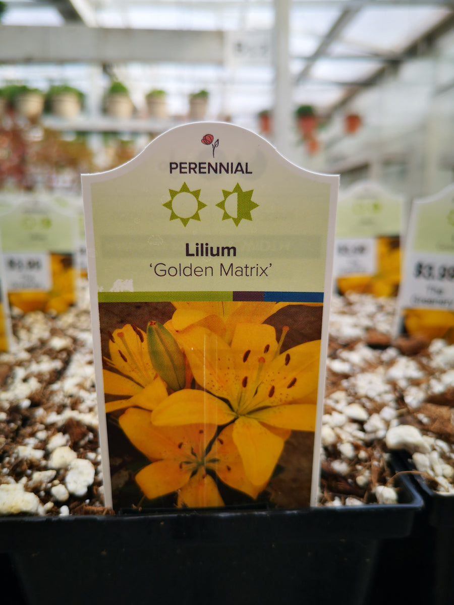Lilium ‘Golden Matrix’ – The Greenery Garden Centre