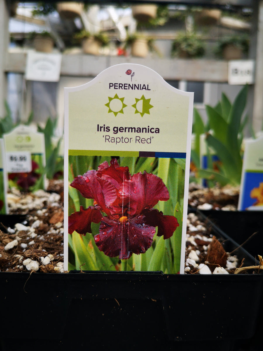 Iris germanica ‘Raptor Red’ – The Greenery Garden Centre