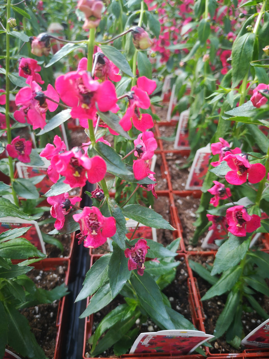 Angelonia Archangel Cherry Red – The Greenery Garden Centre