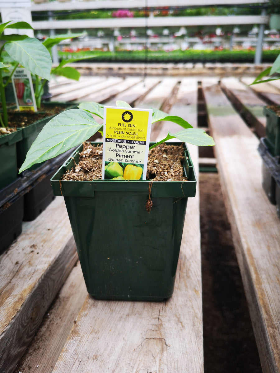 Peppers Golden Summer – The Greenery Garden Centre