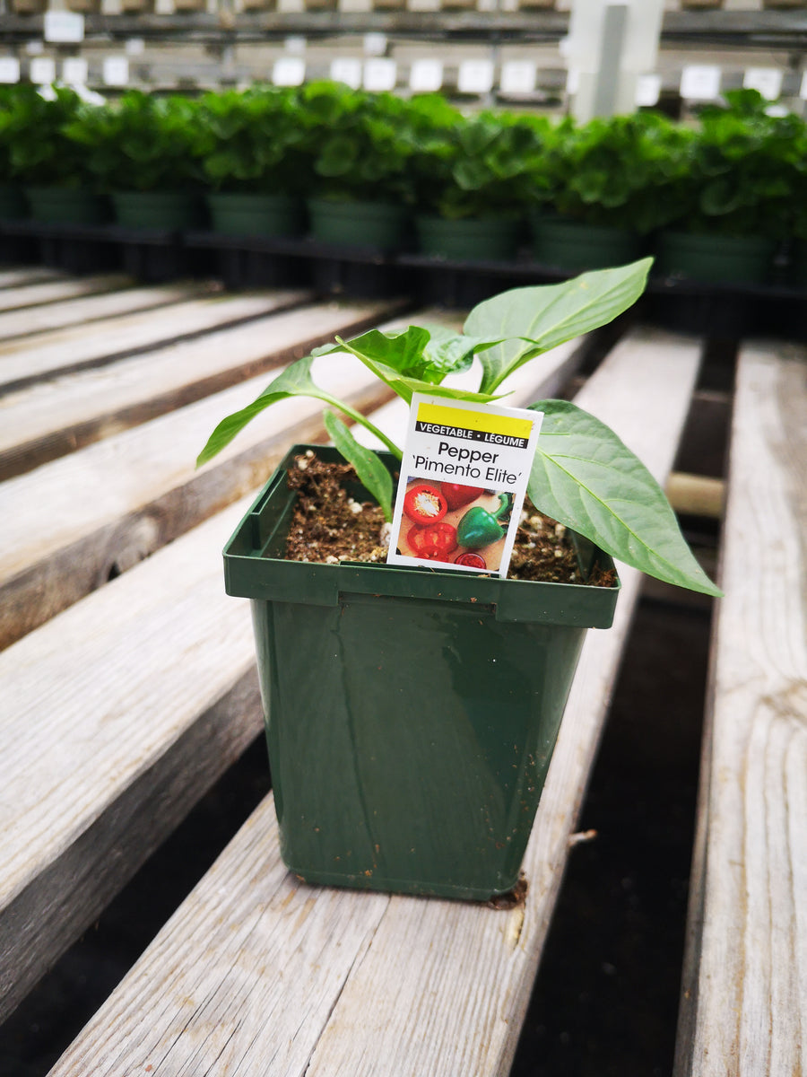 Peppers Pimento Elite – The Greenery Garden Centre