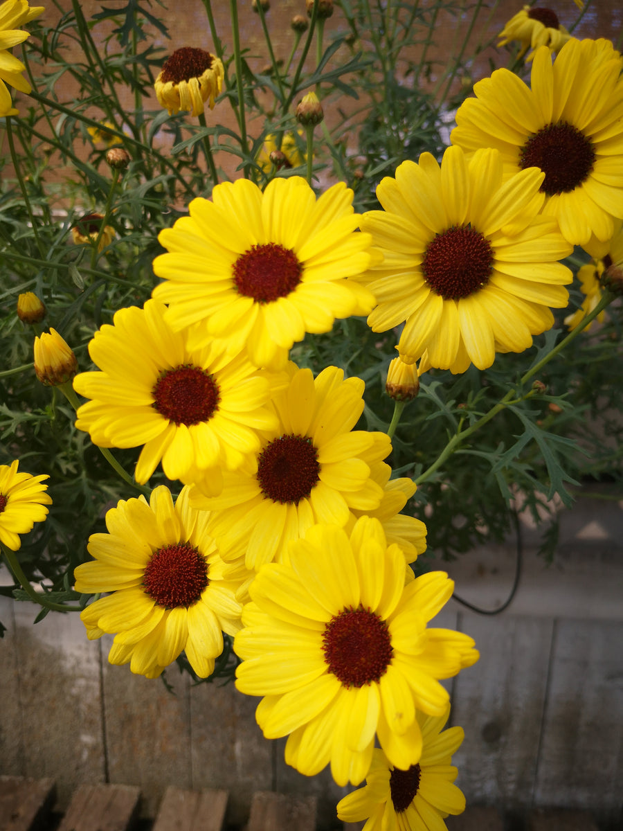 Argyranthemum ‘Grandaisy Yellow’ – The Greenery Garden Centre
