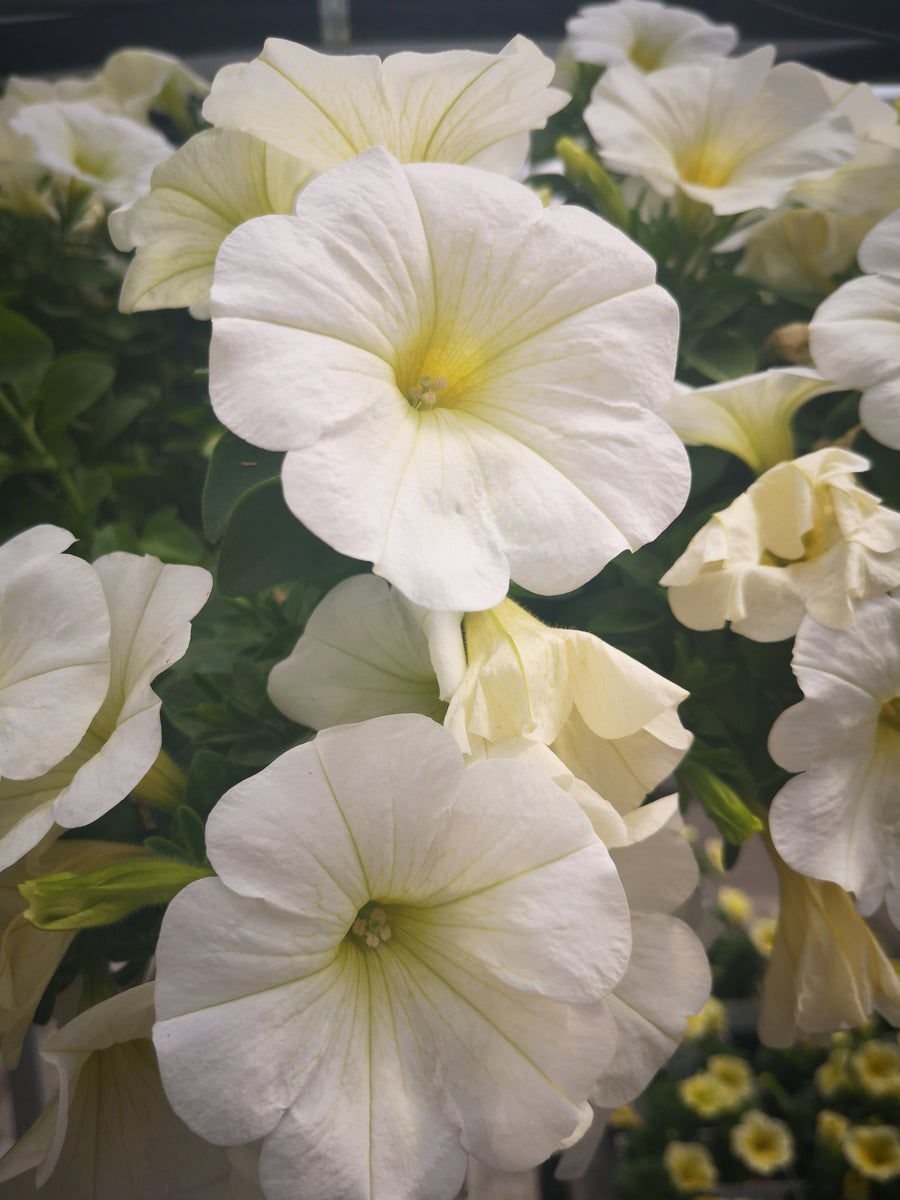 Petunias Potunia Plus White – The Greenery Garden Centre