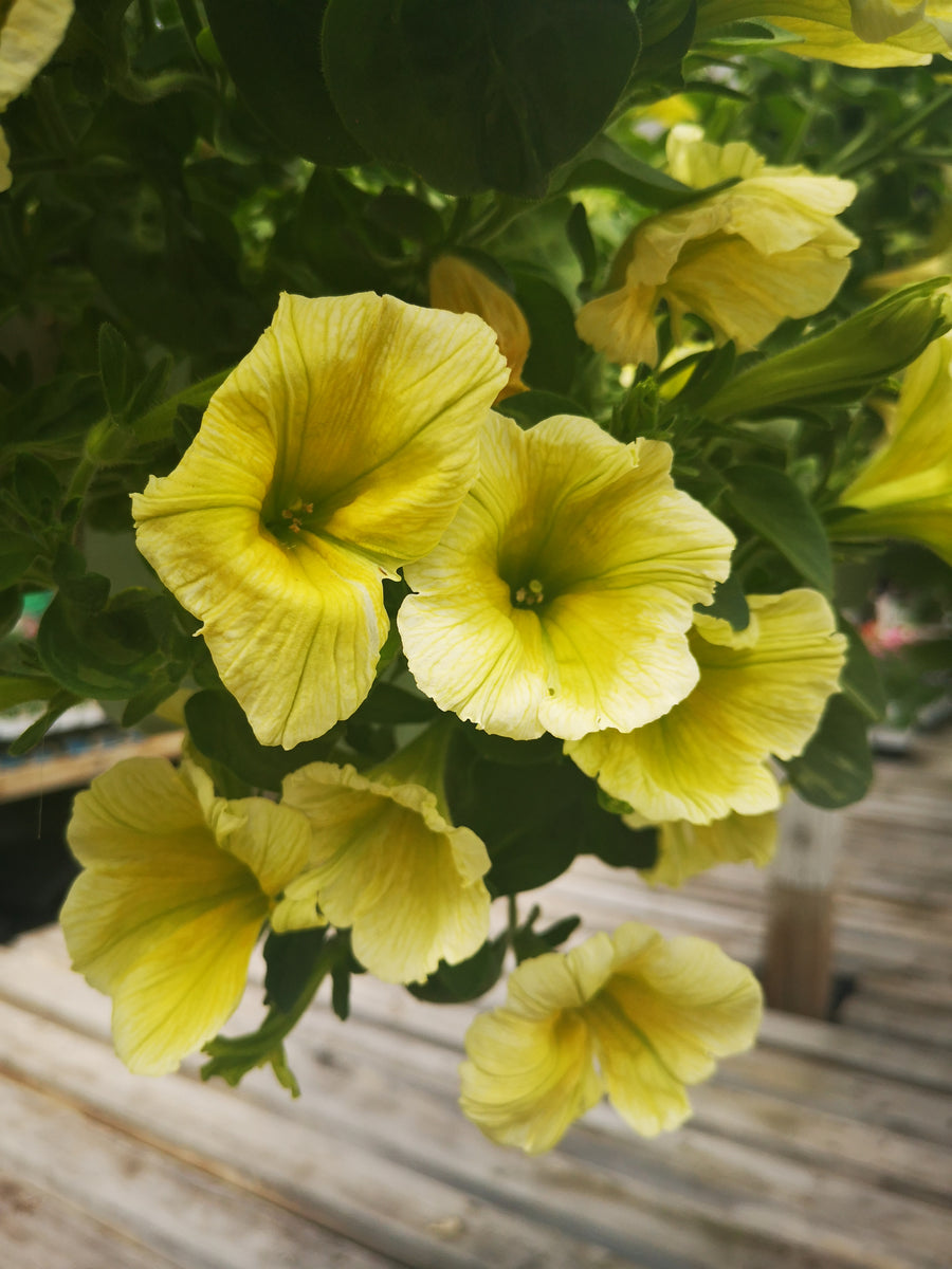 Petunias Potunia Plus Yellow – The Greenery Garden Centre