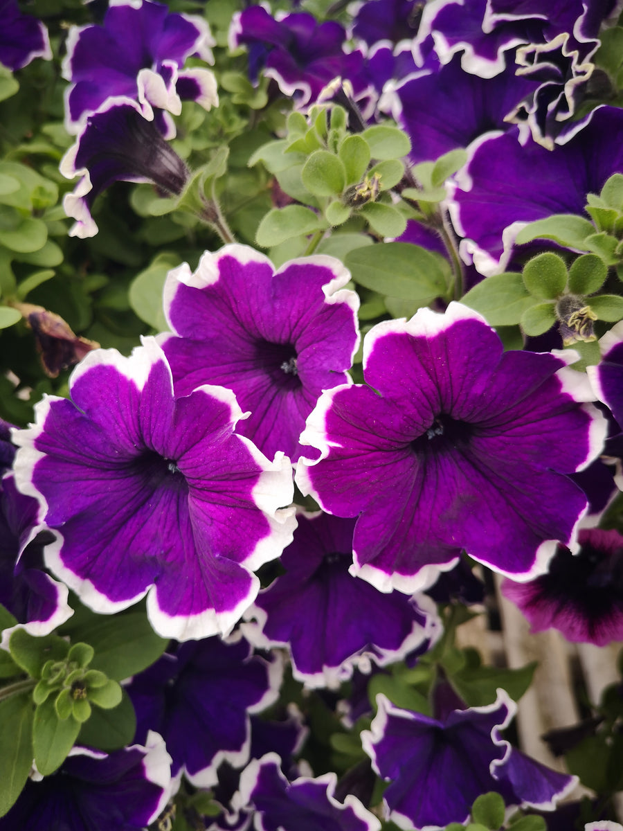 Petunias Veranda Blue Picotee – The Greenery Garden Centre