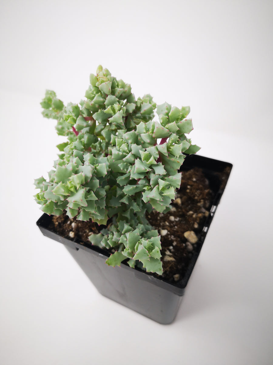 Succulent (Tender) Lampranthus blandus Pink Viggie – The Greenery ...