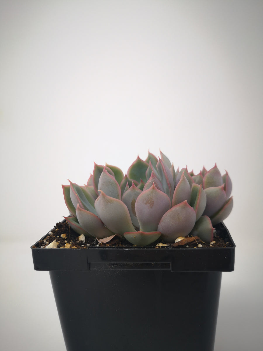 Succulent (Tender) Echeveria Ponta Rosa – The Greenery Garden Centre