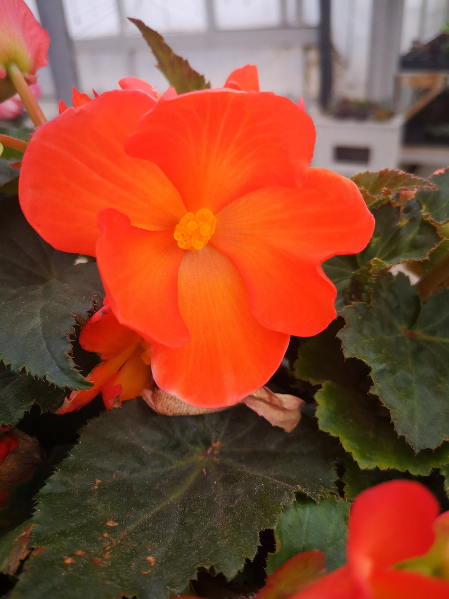 Begonia Non-Stop Sunset – The Greenery Garden Centre