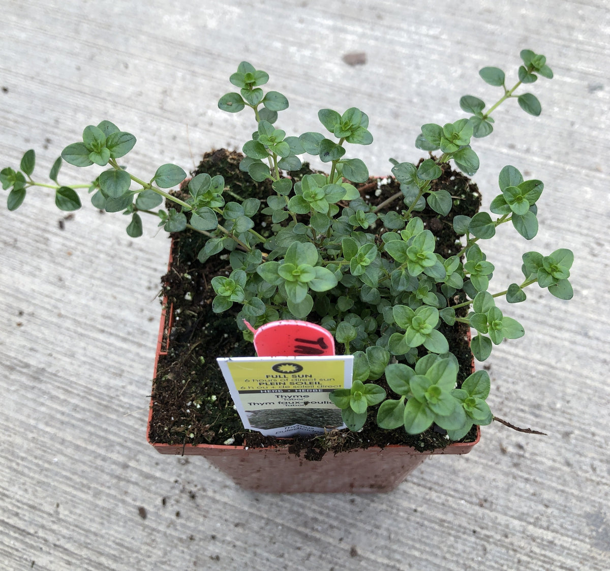 Thyme Tabor – The Greenery Garden Centre