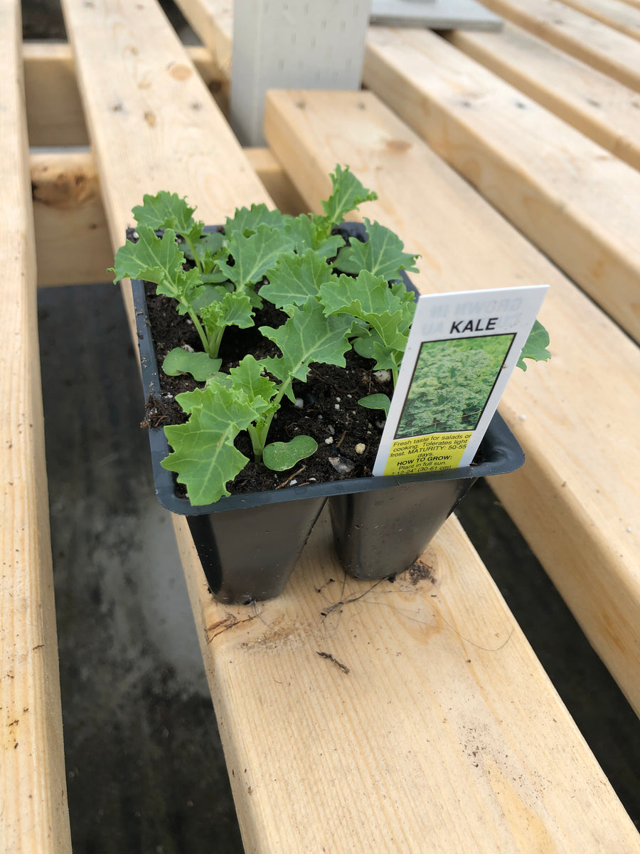 Kale - regular – The Greenery Garden Centre