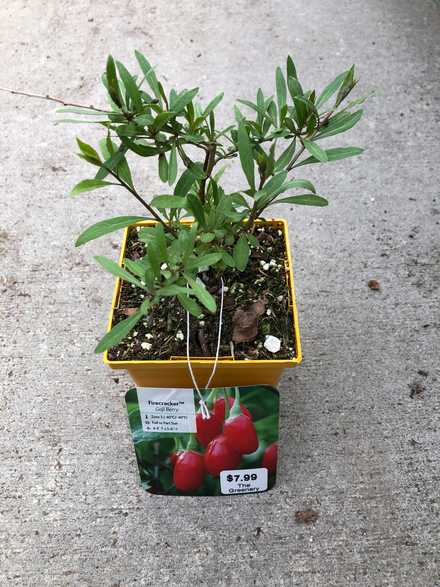 Goji Berry – The Greenery Garden Centre