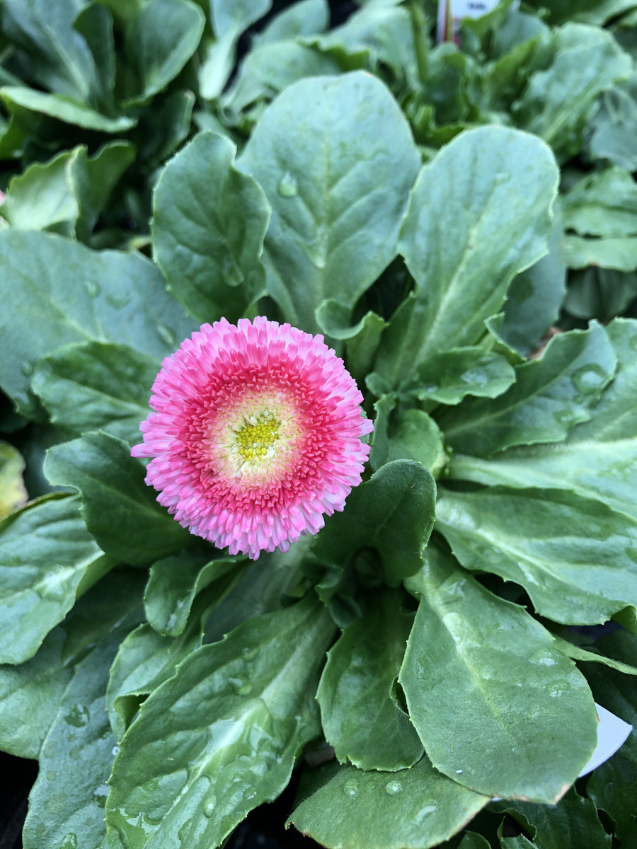Bellis Tasso Pink – The Greenery Garden Centre
