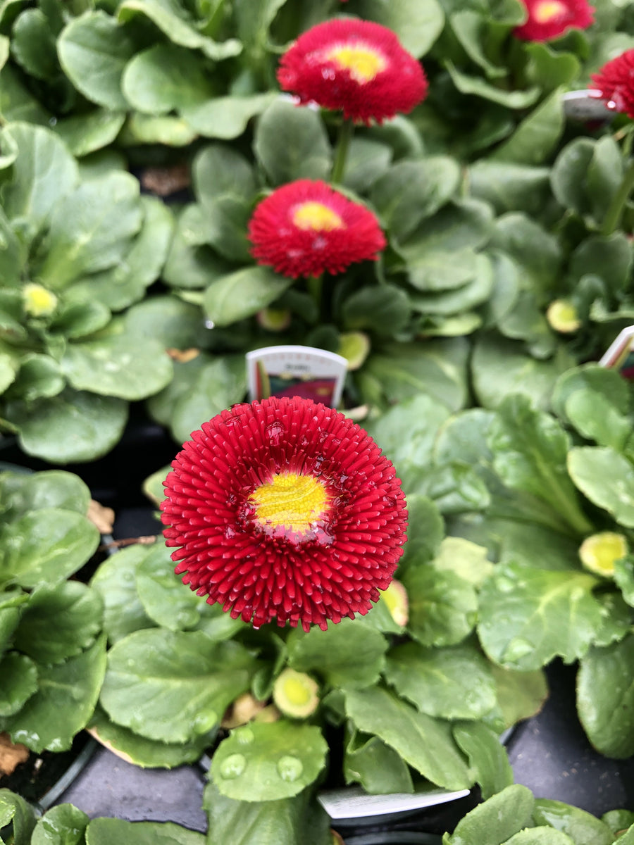 Bellis Tasso Red – The Greenery Garden Centre