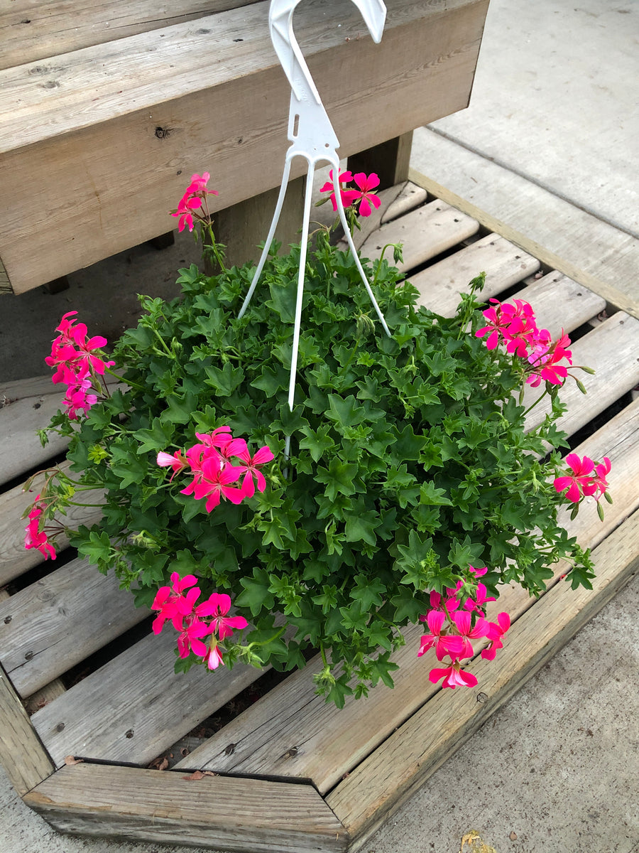 Geranium Ivy Mini Cascade Red – The Greenery Garden Centre