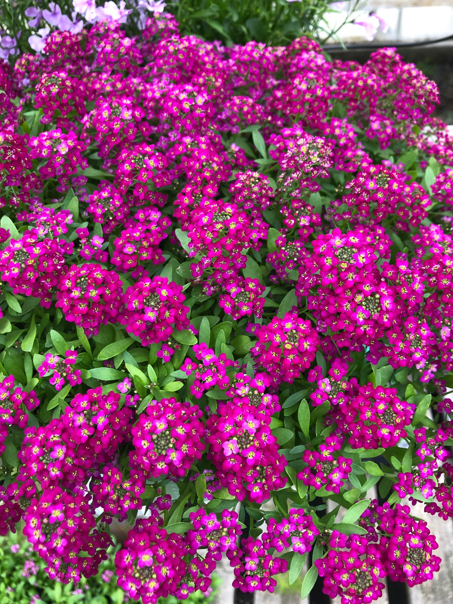Alyssum Easter Bonnet Deep Rose – The Greenery Garden Centre