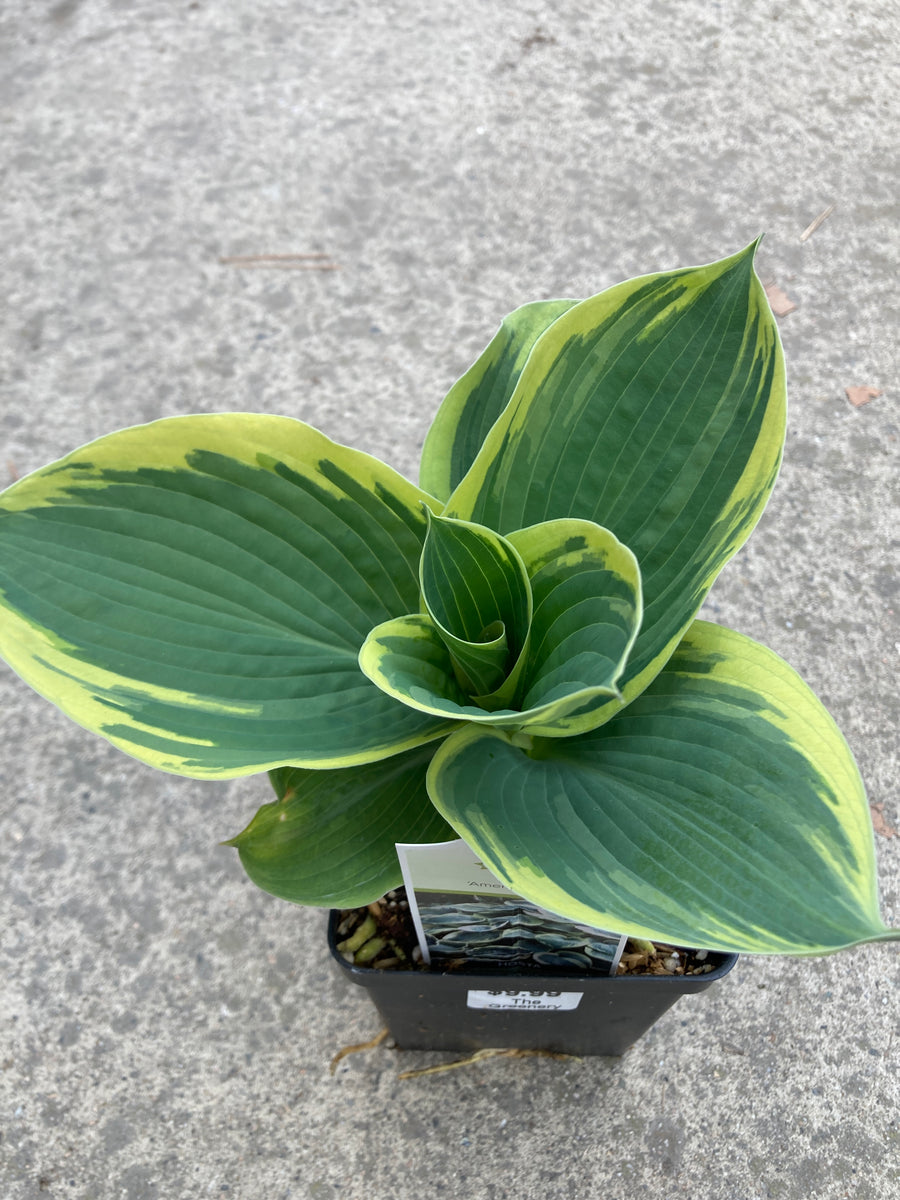 Hosta ‘American Halo’ – The Greenery Garden Centre
