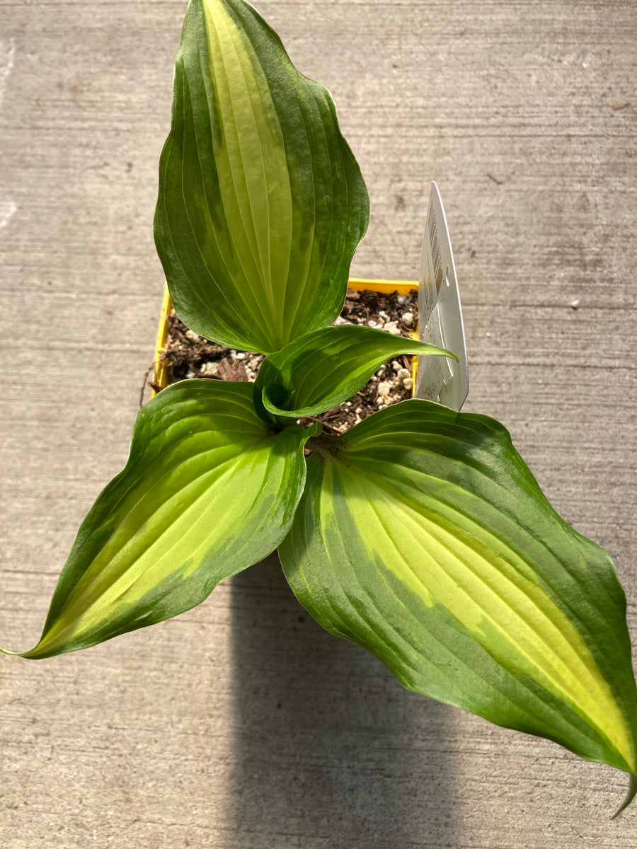 Hosta ‘Raspberry Sunday’ – The Greenery Garden Centre