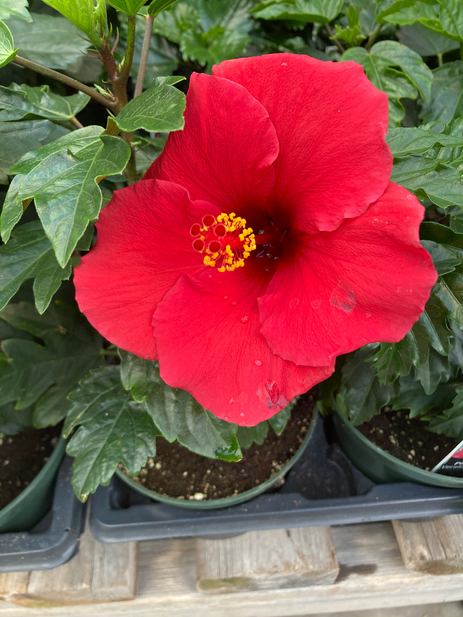 Hibiscus Wind Antigua – The Greenery Garden Centre