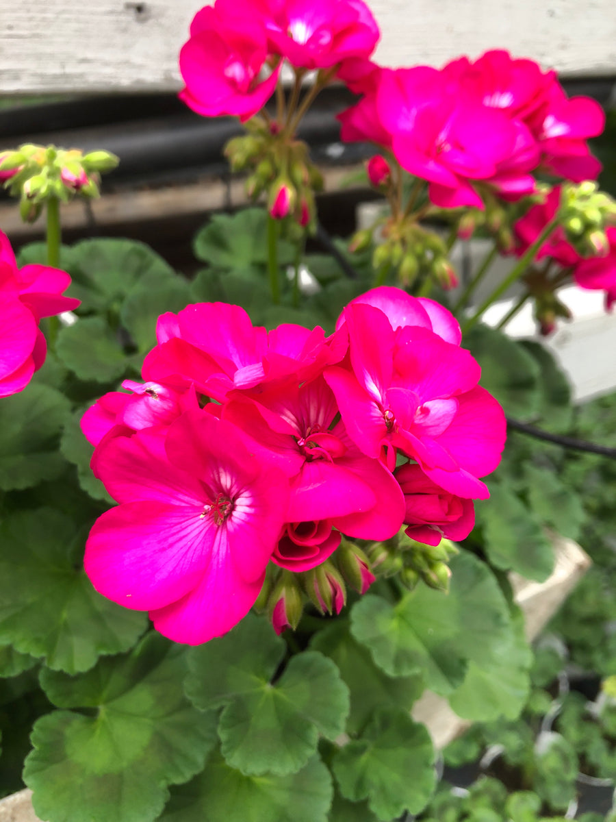 Geranium Zonal Dynamo Purple – The Greenery Garden Centre
