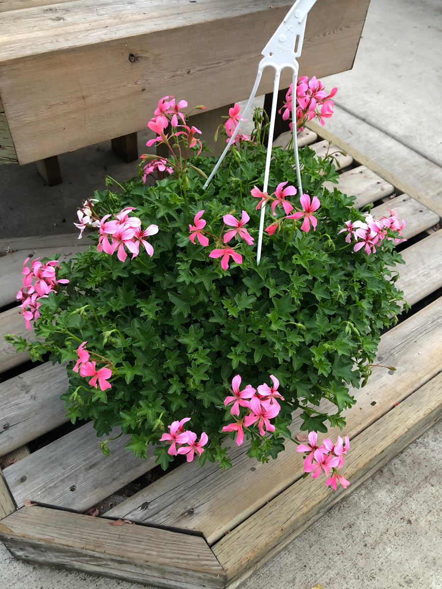 Geranium Ivy Mini Cascade Pink – The Greenery Garden Centre