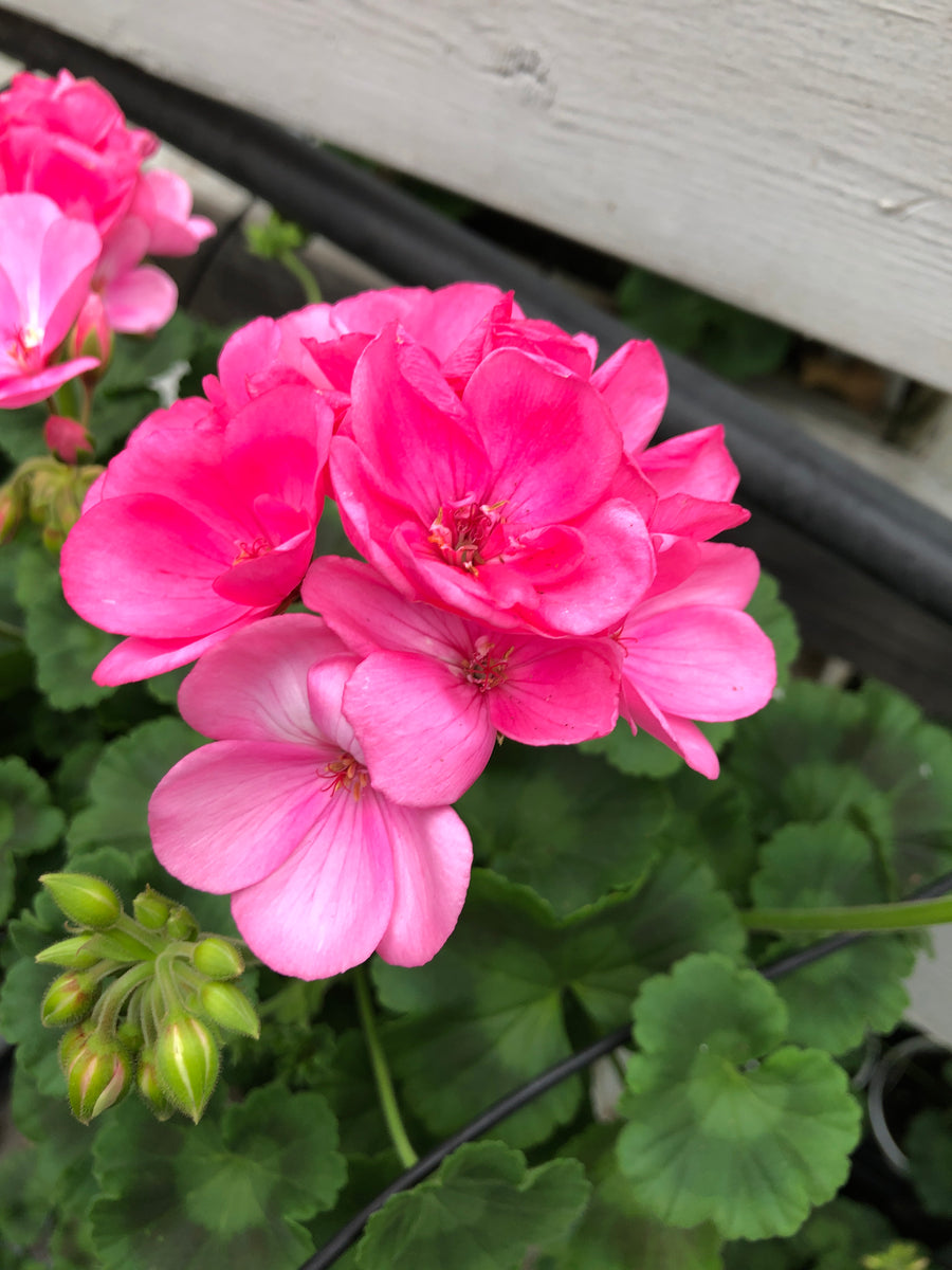 Geranium Zonal Big Ezee Pink – The Greenery Garden Centre
