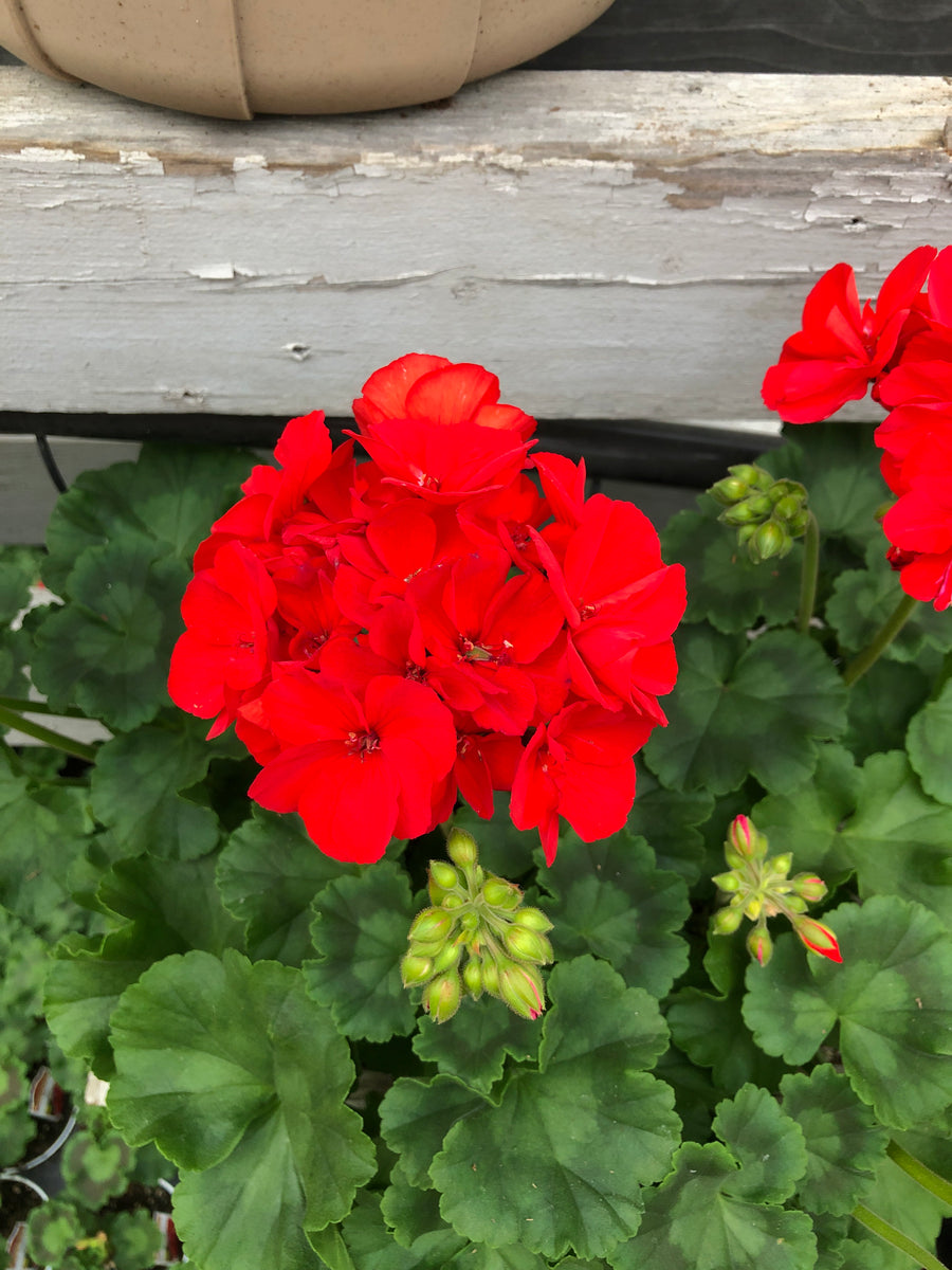 Geranium Zonal Rocky Mountain Red – The Greenery Garden Centre