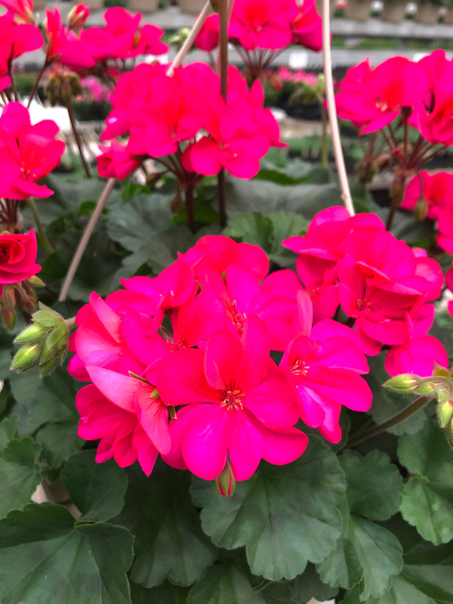 Geranium Zonal Fantasia Violet – The Greenery Garden Centre