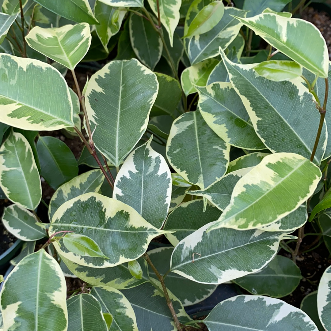 Ficus Benjamina Variegata – The Greenery Garden Centre