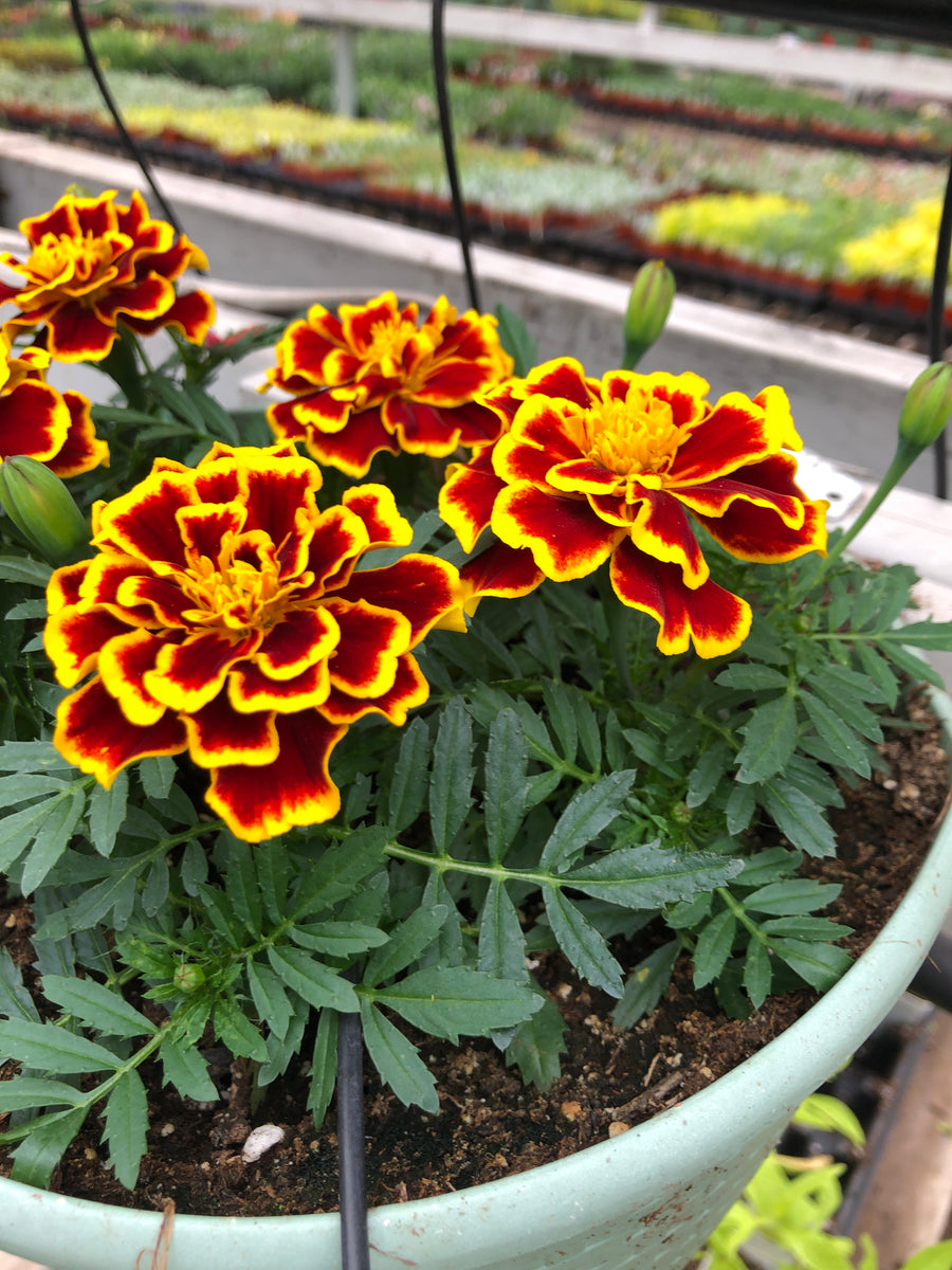 Marigold Durango Bee – The Greenery Garden Centre